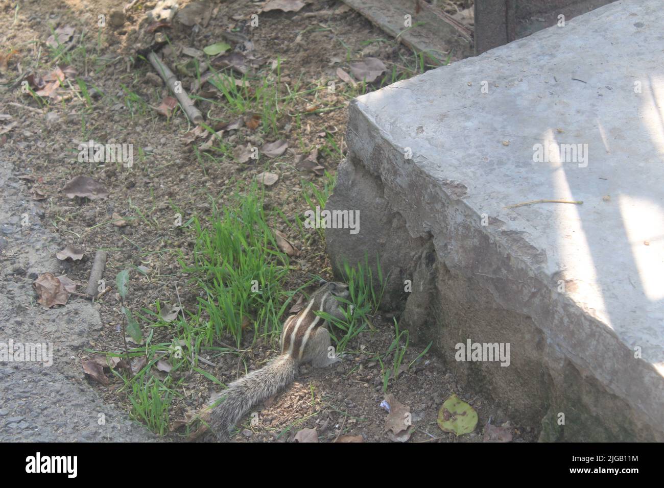 The ridge delhi hi-res stock photography and images - Alamy
