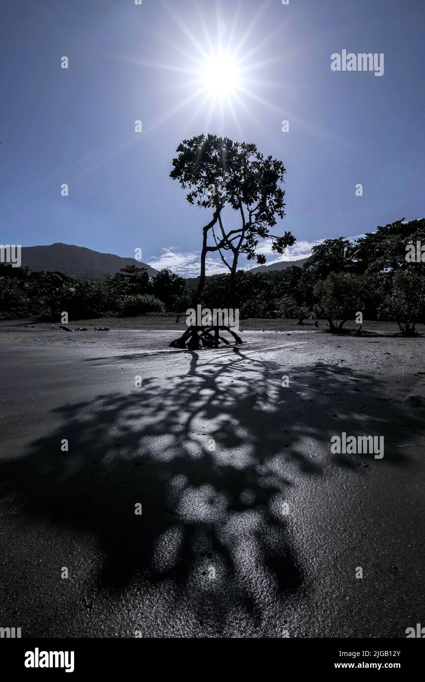 Silhouette mangrove trees sun hi-res stock photography and images - Alamy