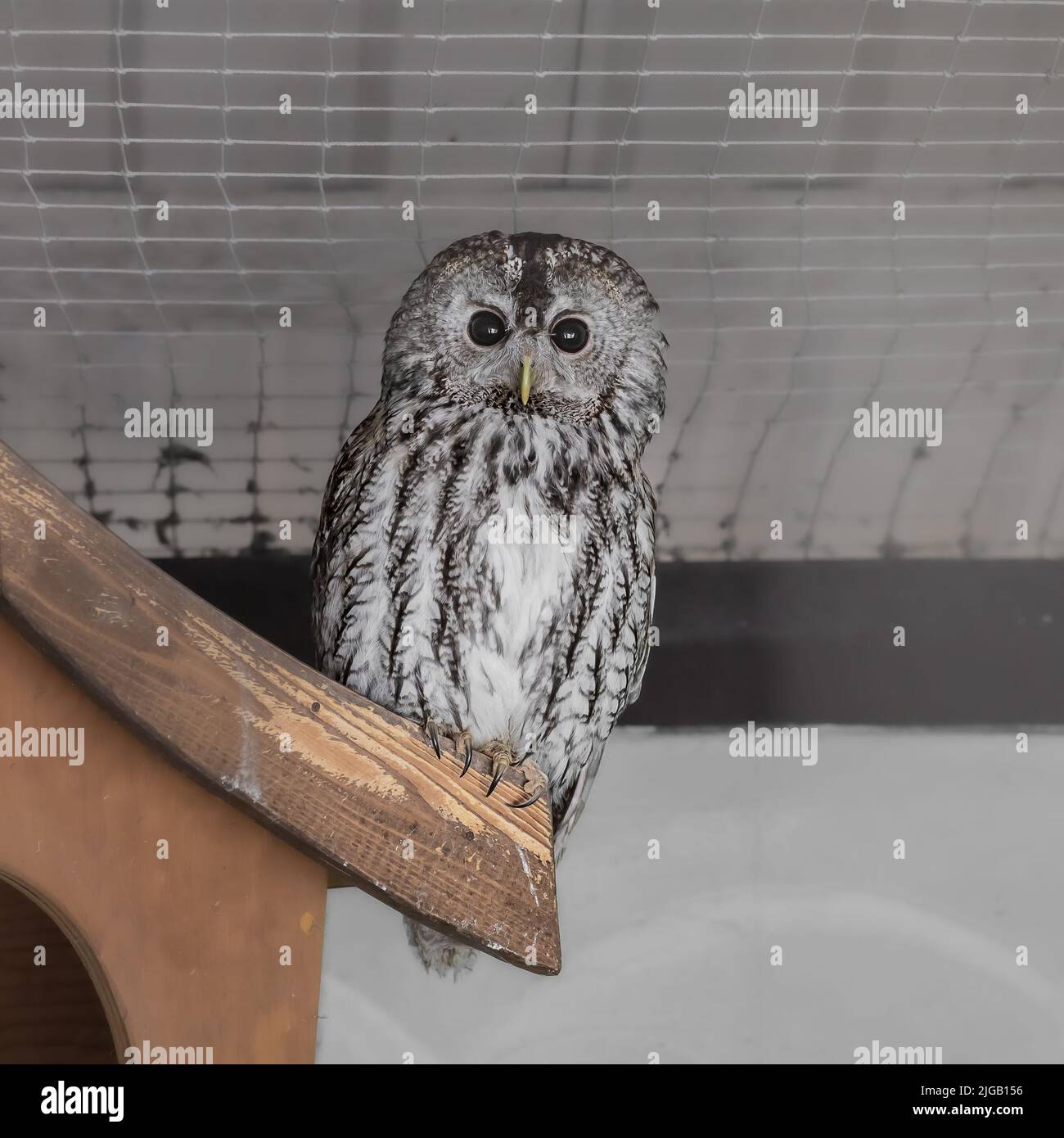 A black-eyed gray owl sits on the roof of a wooden bird house in an ...