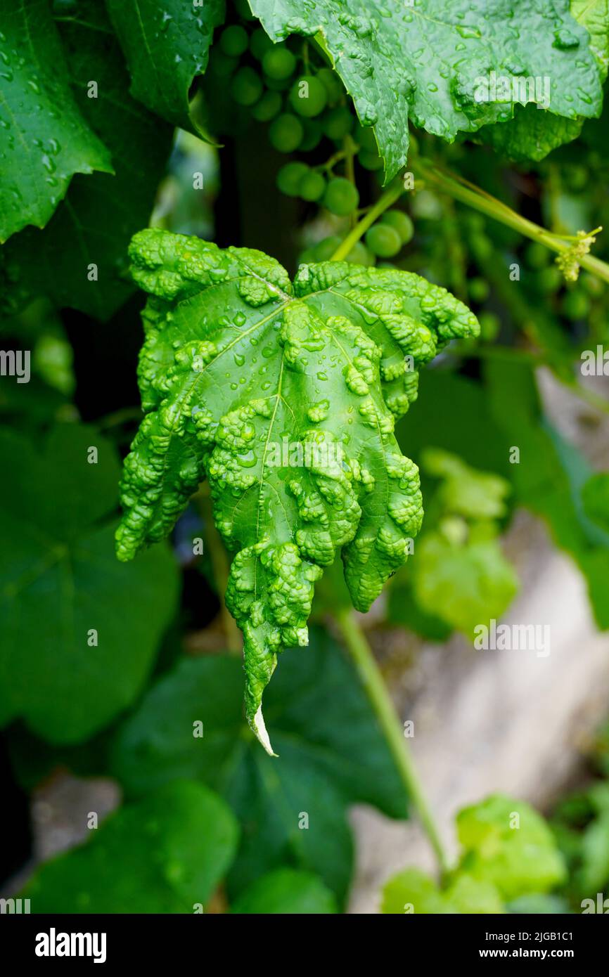 Grape blister mite hi-res stock photography and images - Alamy