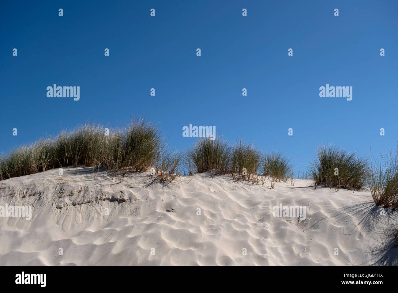 European beachgrass (Ammophila arenaria) in white sand beach dunes ...
