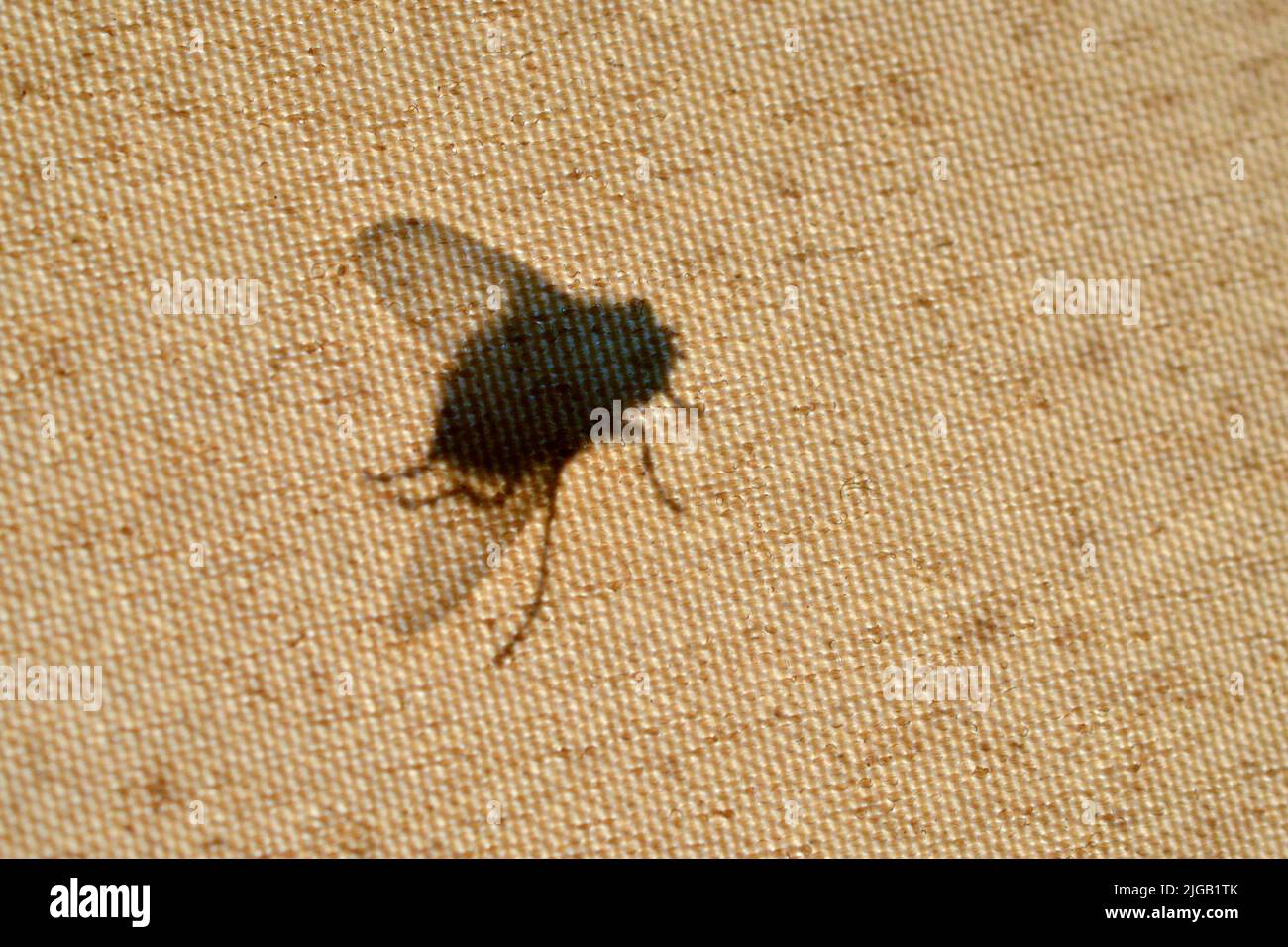 fly shadow on a transparent fabric close up Stock Photo - Alamy