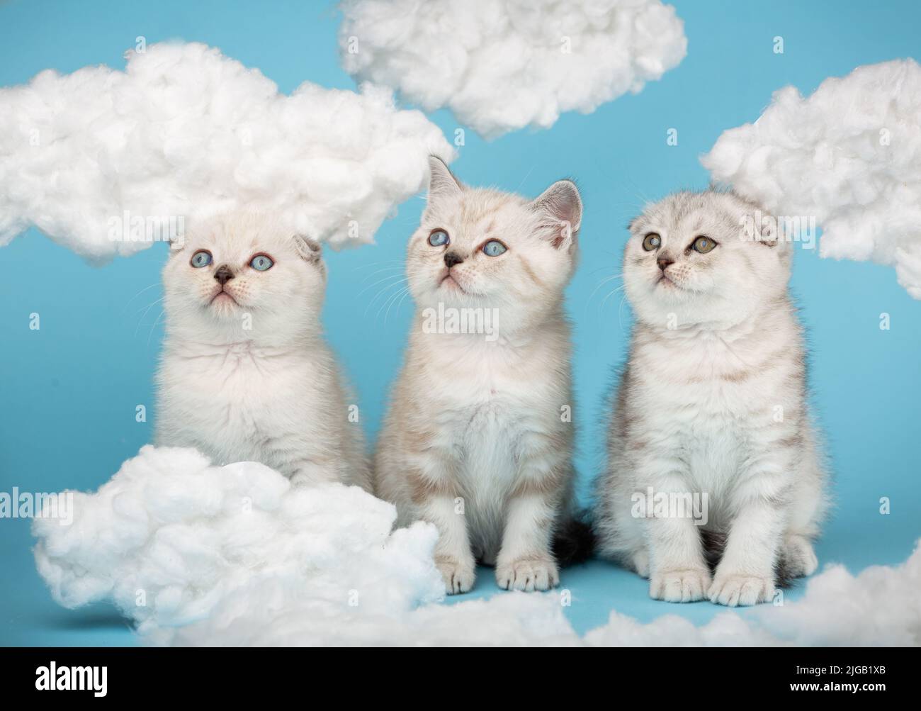 Adorable two blue-eyed cats and one with yellow eyes pose in the studio ...