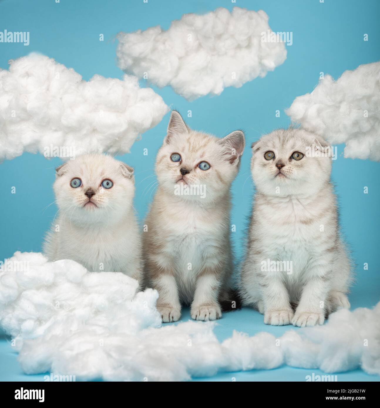 Portrait of three adorable cute striped kittens of the Scottish breed ...