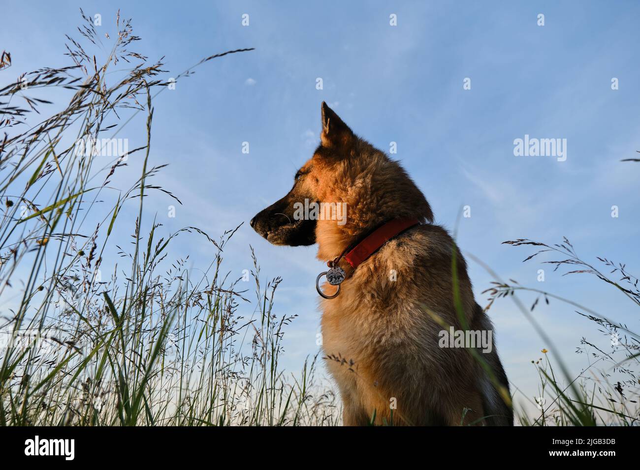 Portrait of German Shepherd sitting in tall green grass against blue ...