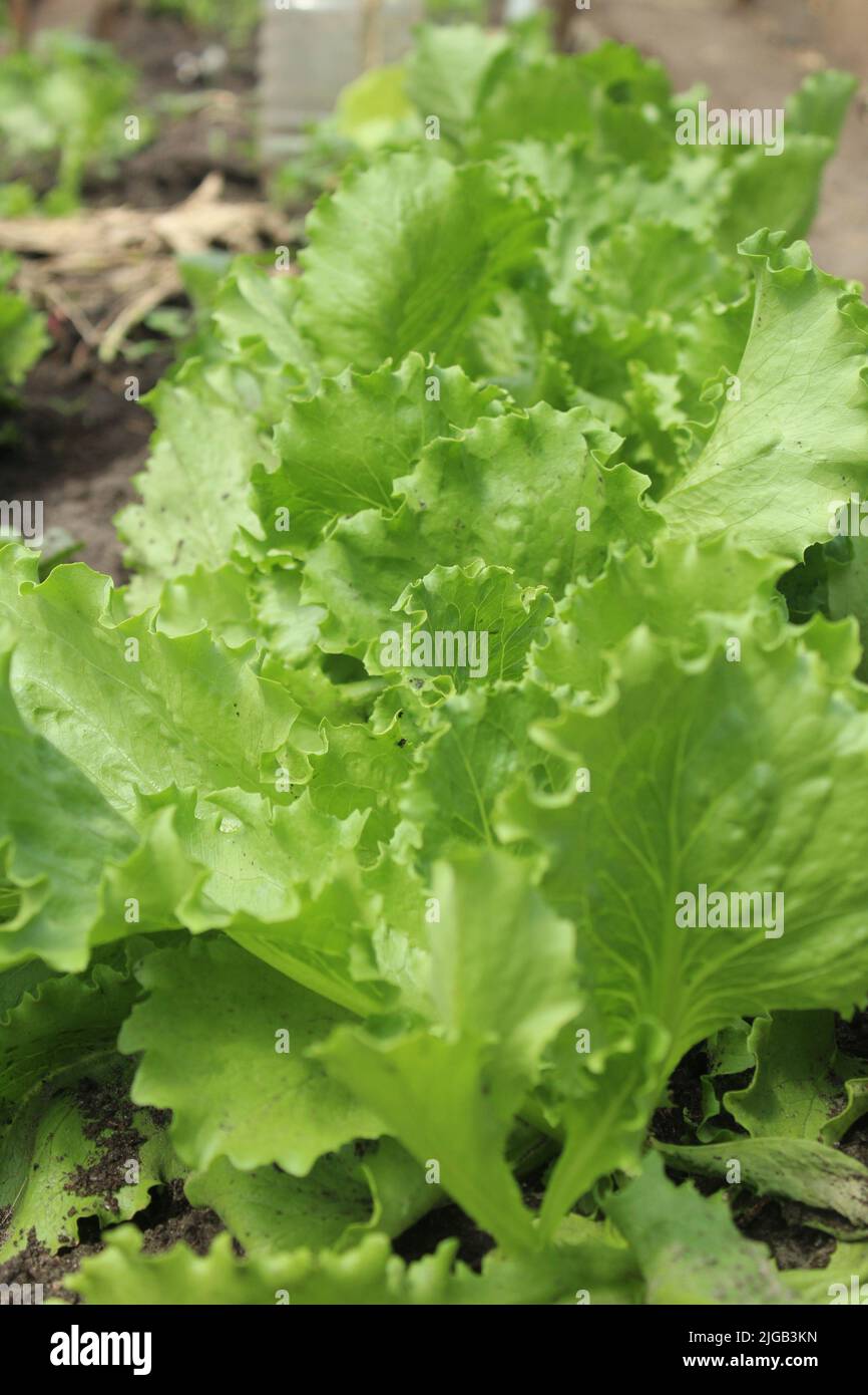 cultivation of green lettuce. green lettuce grows on a bed in the ...