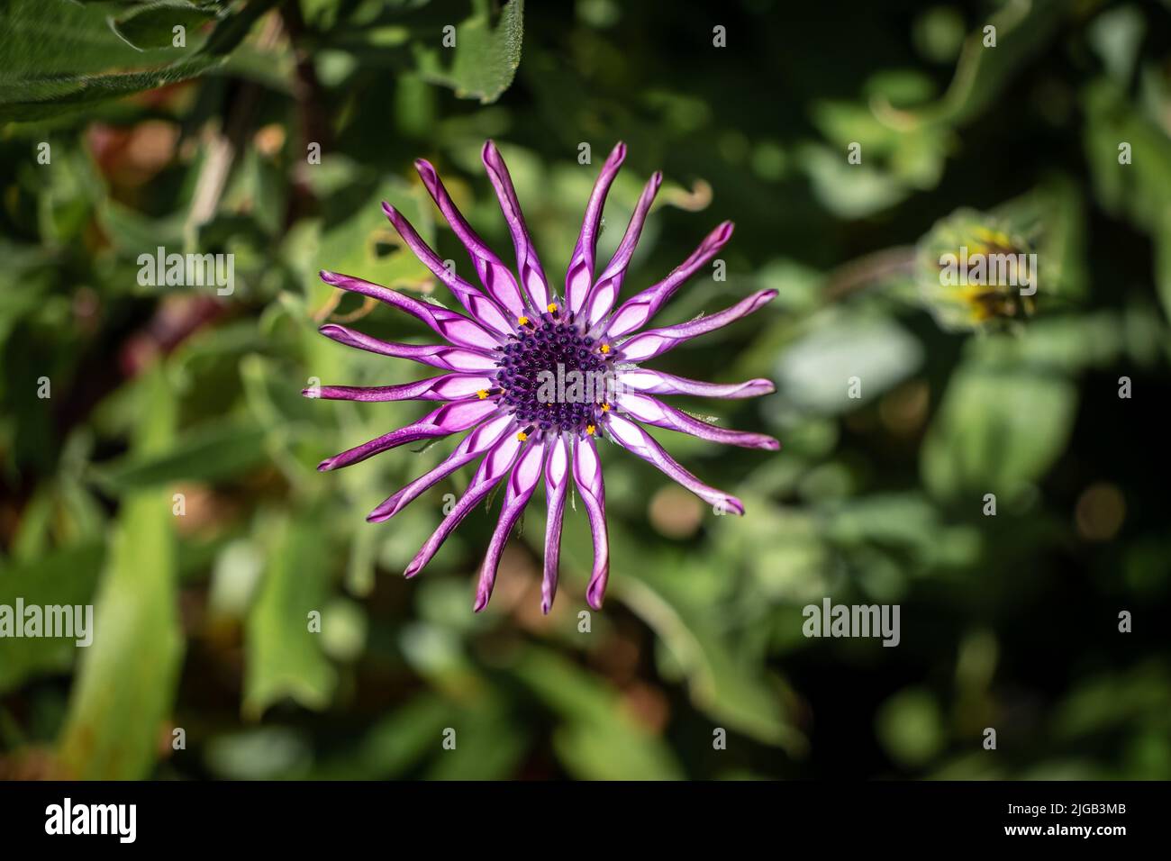 African daisy spider hi-res stock photography and images - Alamy
