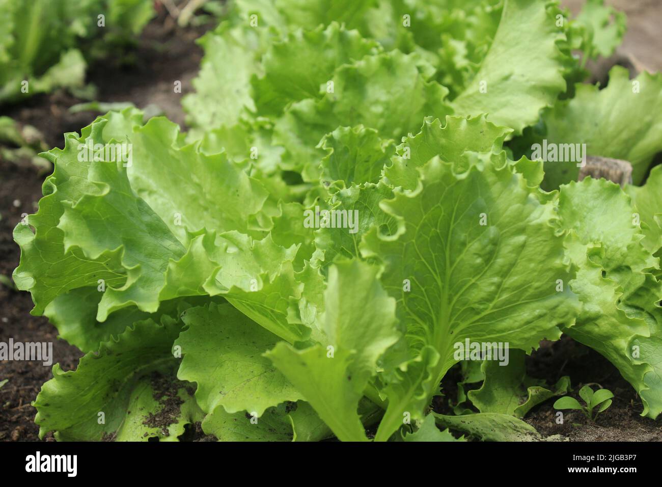 cultivation of green lettuce. green lettuce grows on a bed in the ...