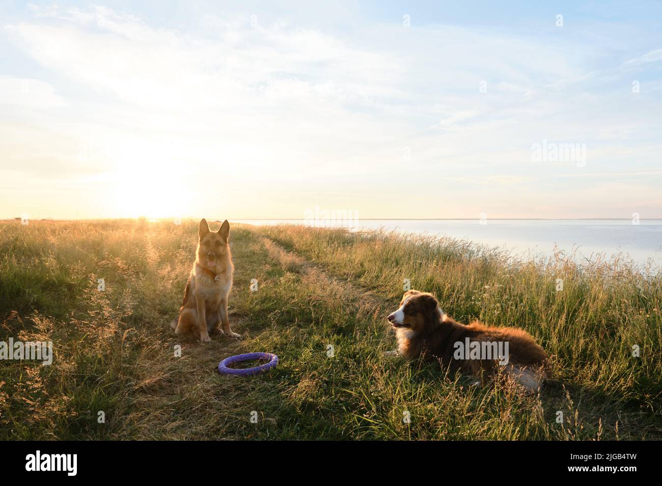 Two Shepherds German and Australian resting in grass at sunset next to ...