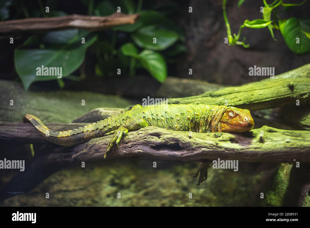 A green iguana (Iguana iguana) sleeping on a tree branch Stock Photo ...