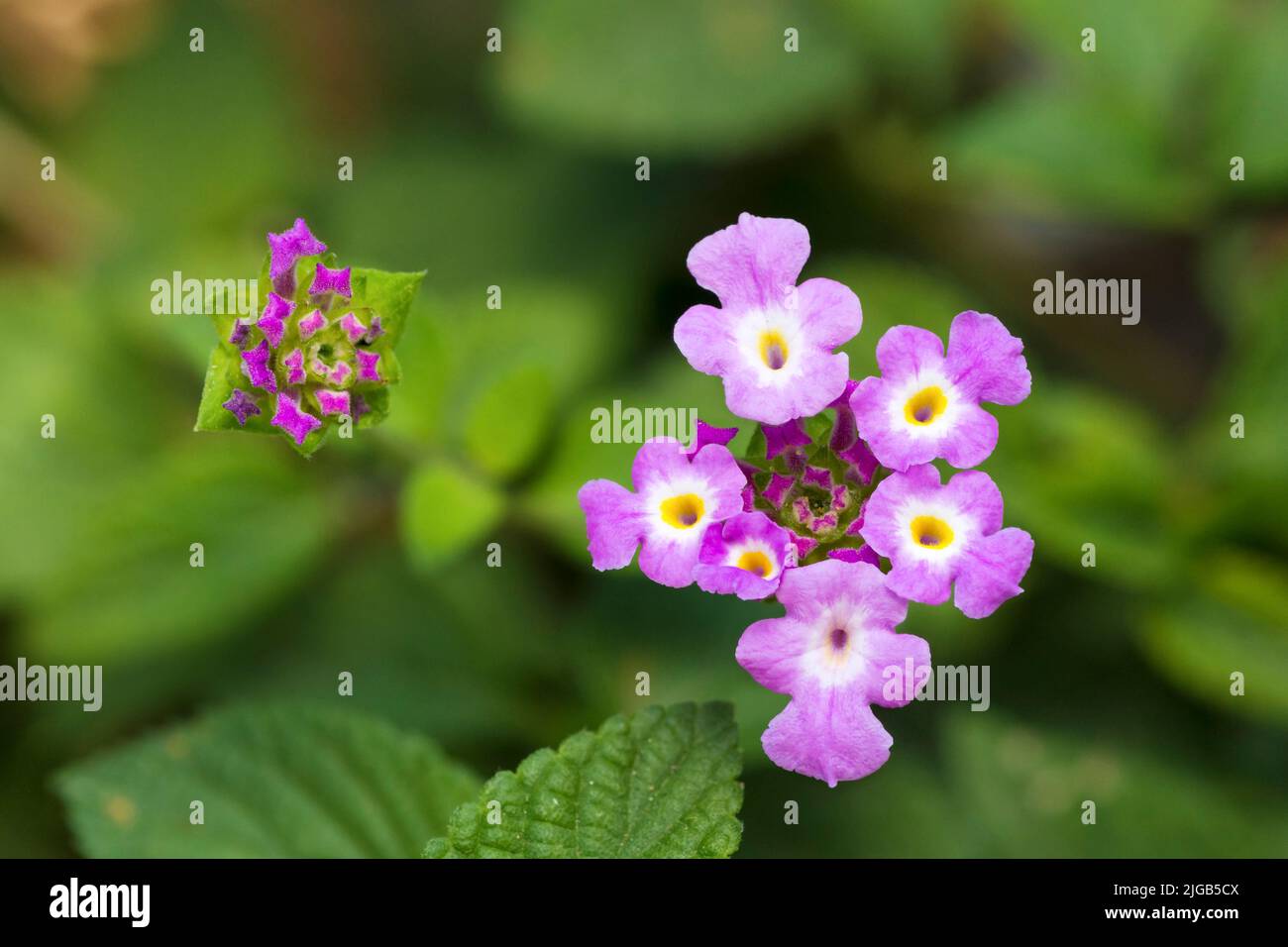 Purple lantana hi-res stock photography and images - Alamy