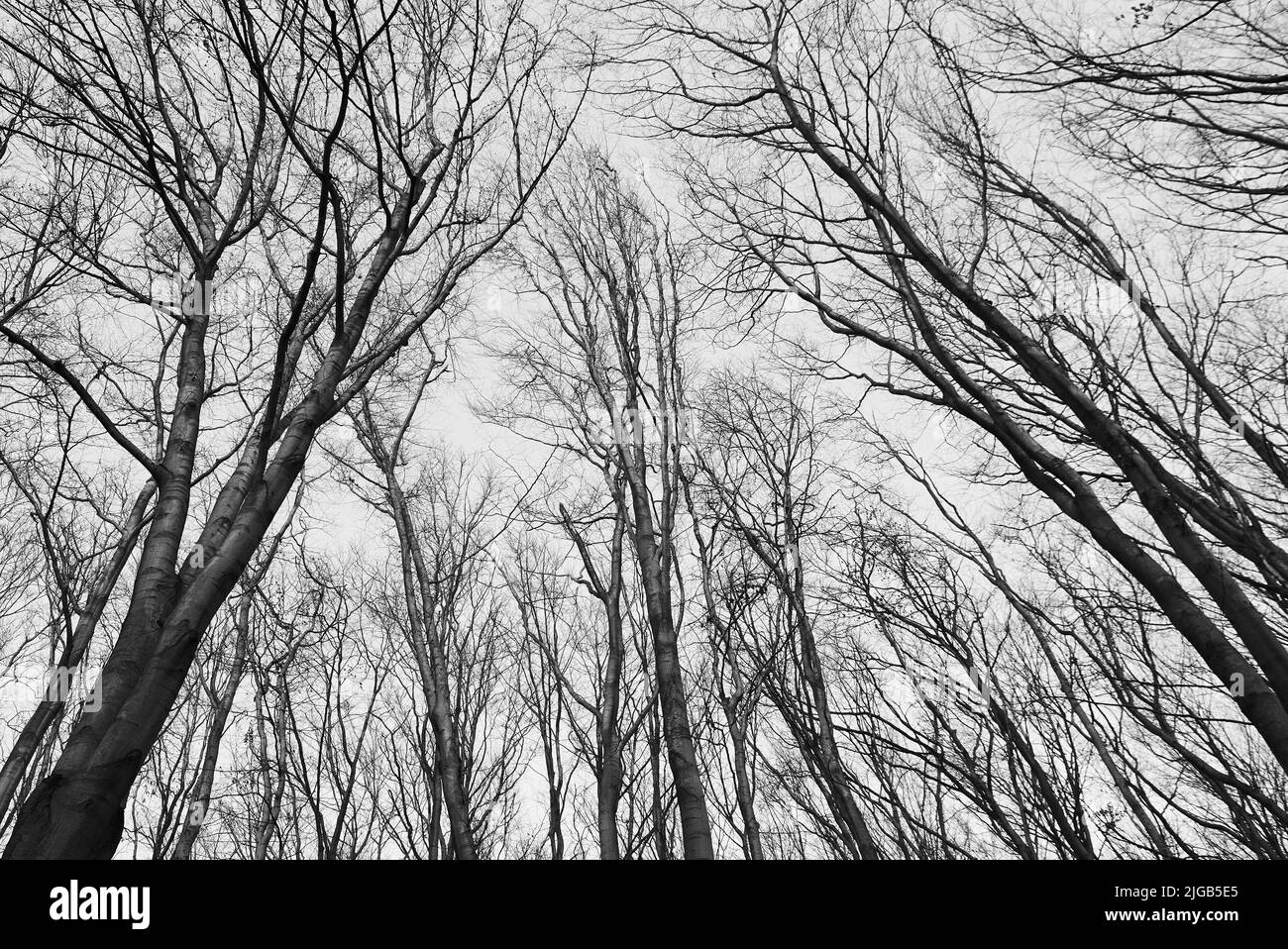 trees without leaves in the forest Stock Photo - Alamy