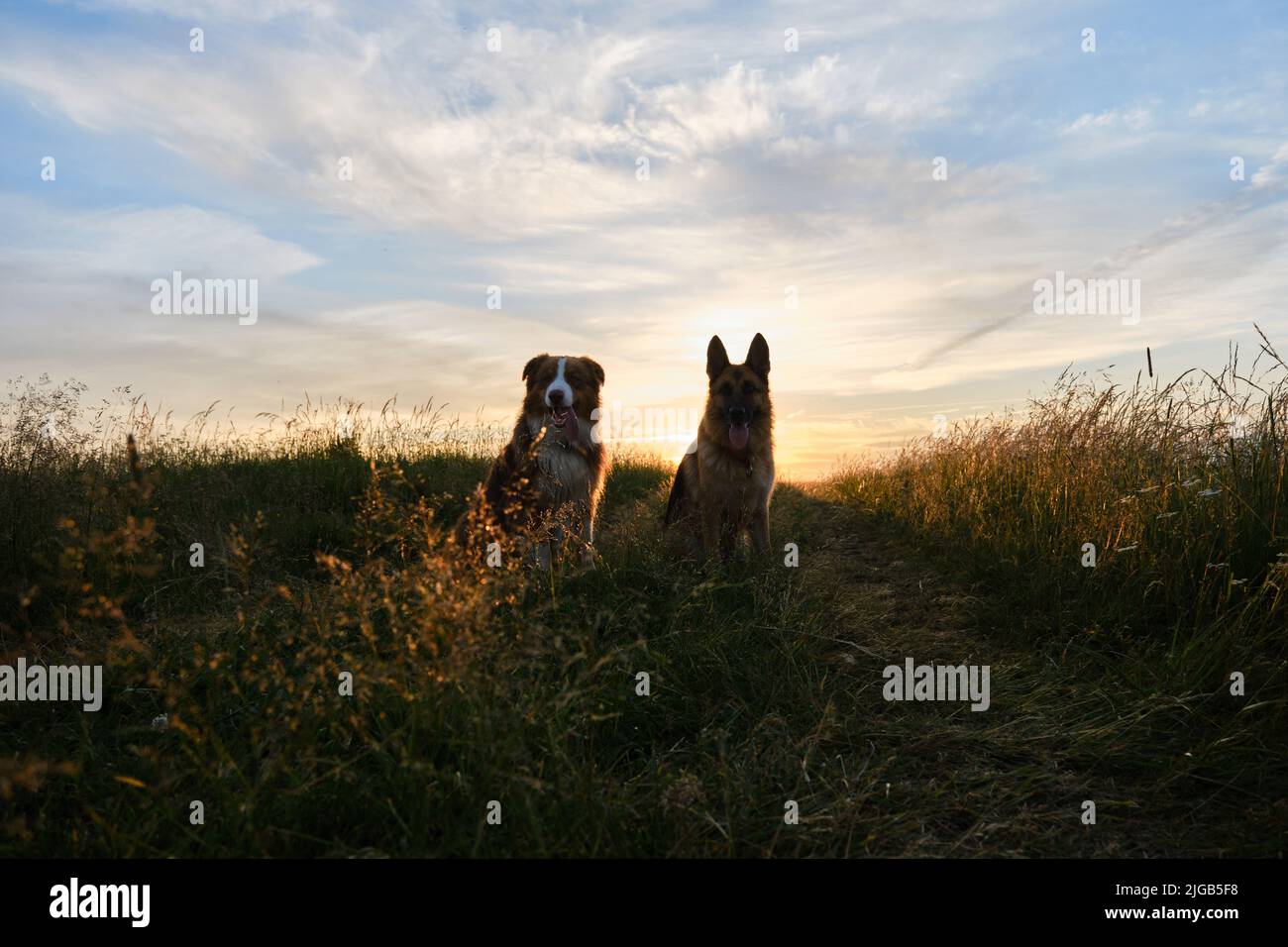 Two happy German and Australian Shepherd dogs sitting side by side in ...