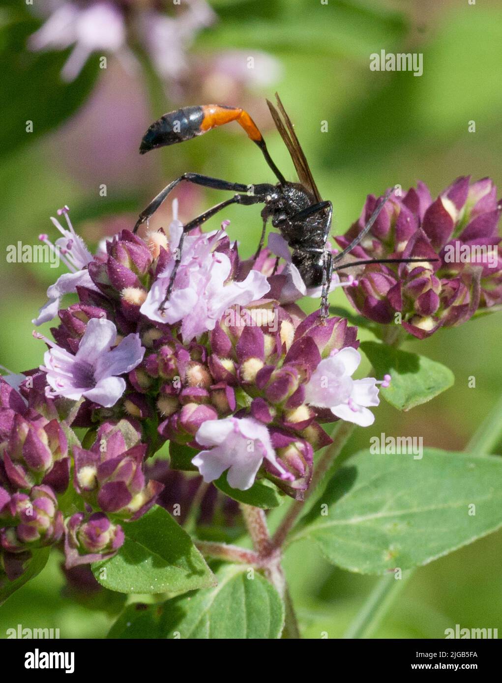 AMMOPHILA SABULOSA Red-banded sand wasp Stock Photo - Alamy