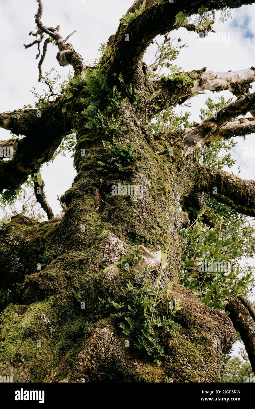 An old mossy tree trunk in the forest Stock Photo - Alamy