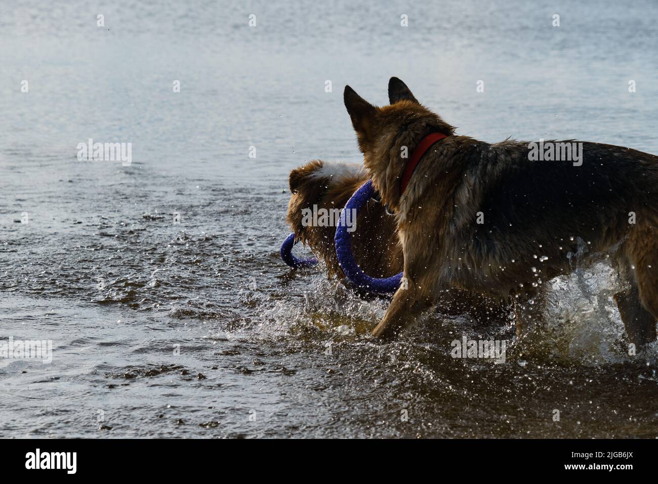 Active games with dogs on sea in summer. Two Shepherds German and ...
