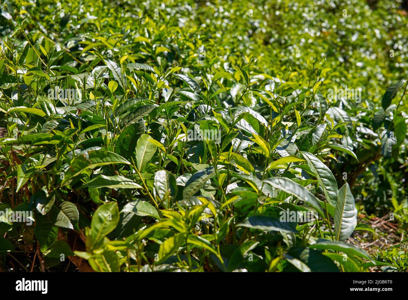 Ella tea garden hi-res stock photography and images - Alamy