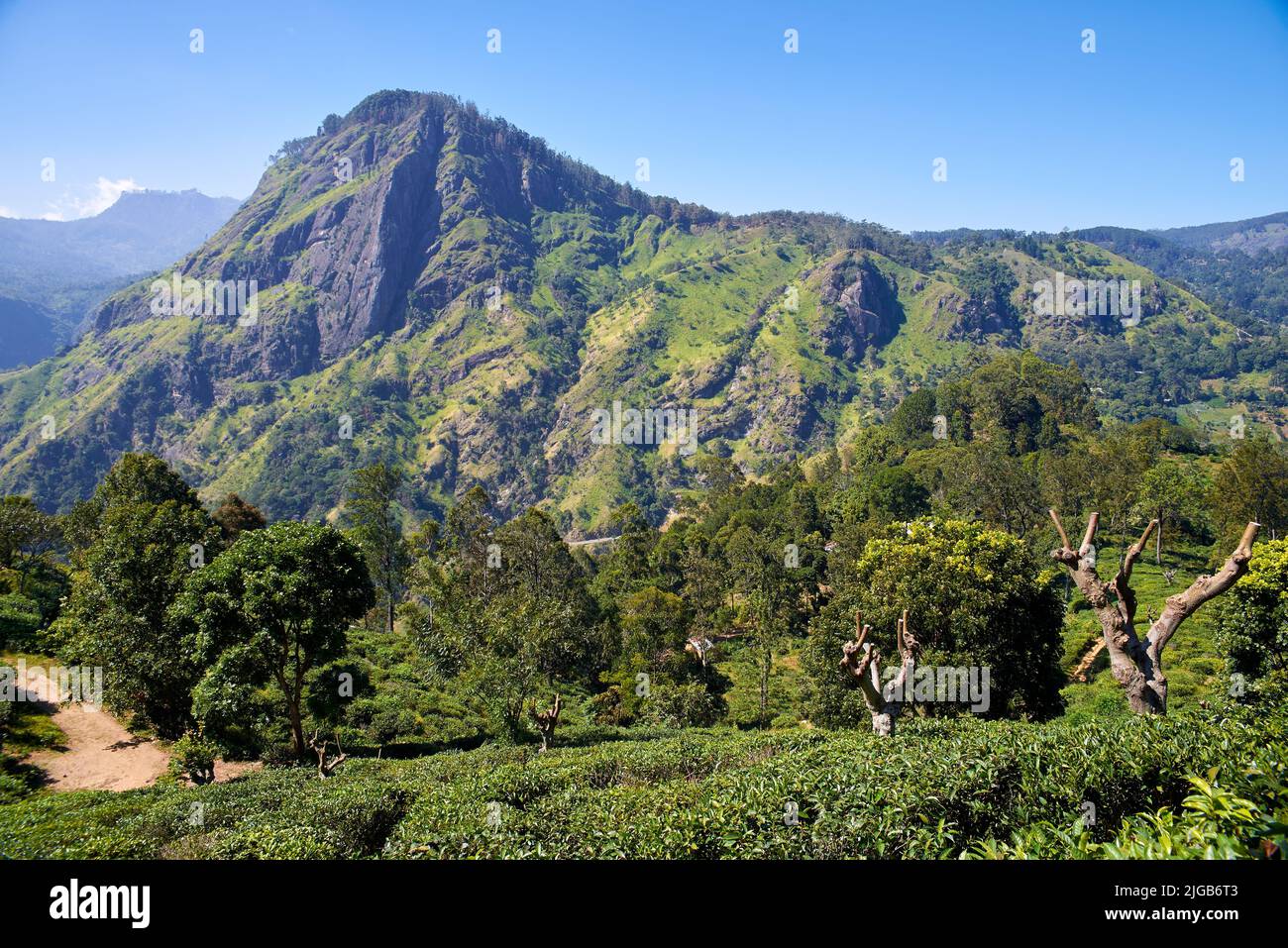 landscape with tea plantations and The Ella Rock in Sri Lanka Stock ...