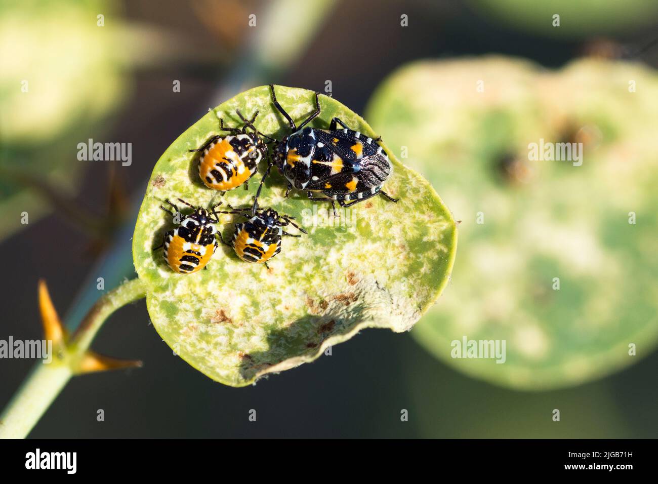 Stink bugs on a caper bush leaves, Stenozygum Coloratum Stock Photo - Alamy