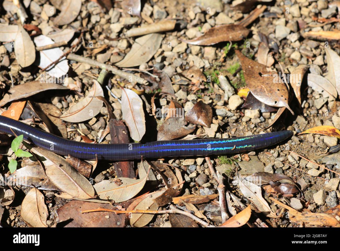 Giant Blue Earthworm
