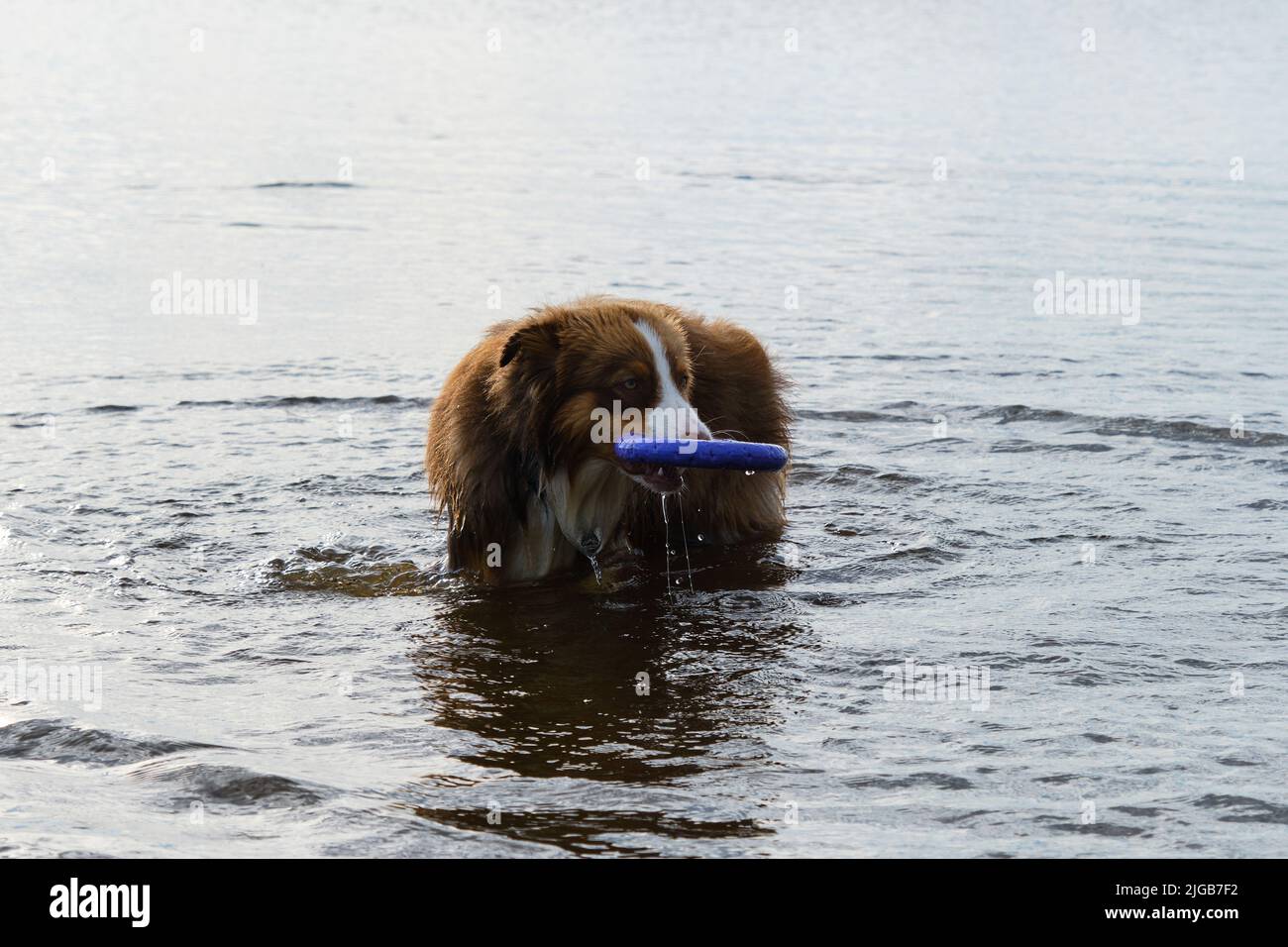 Aussie puppy of chocolate color comes out of river with round toy in ...