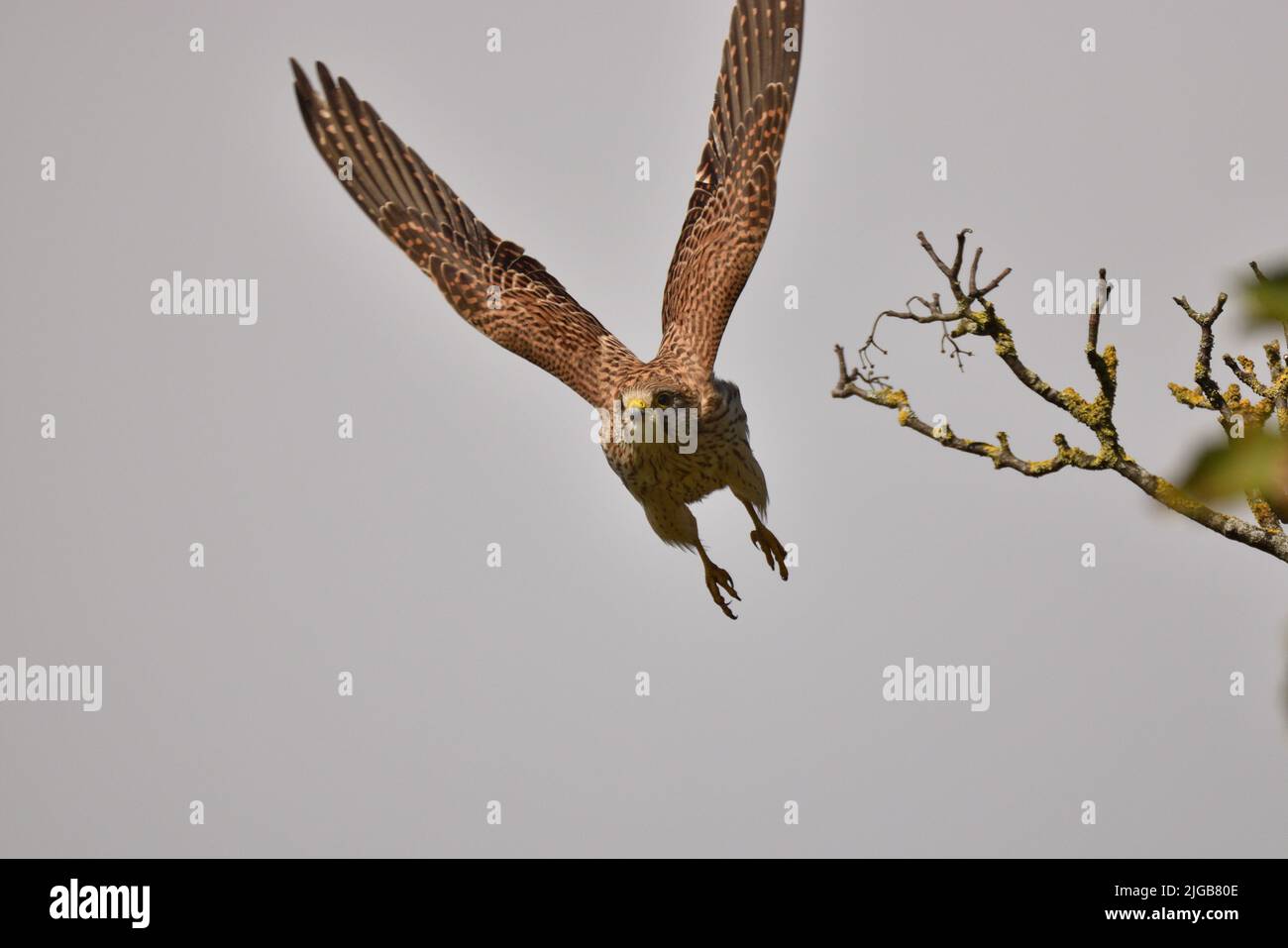 Kestrel taking off from a branch (female). England, UK Stock Photo - Alamy
