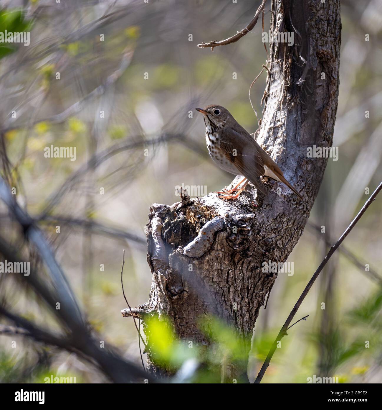 Hermit thrush on tree hi-res stock photography and images - Alamy