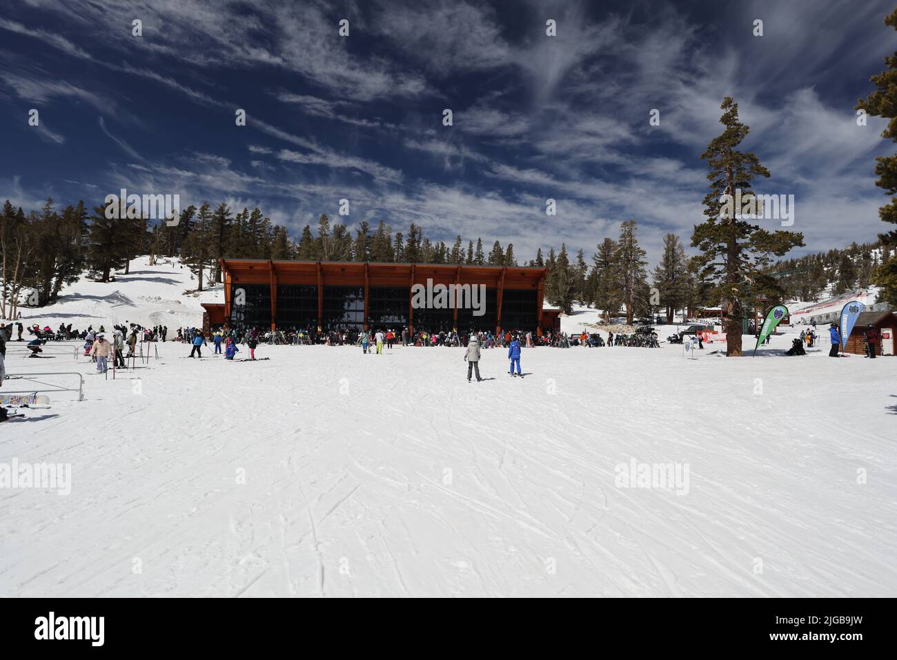 A view of people skiing at Heavenly resort surrounded by growing pine ...