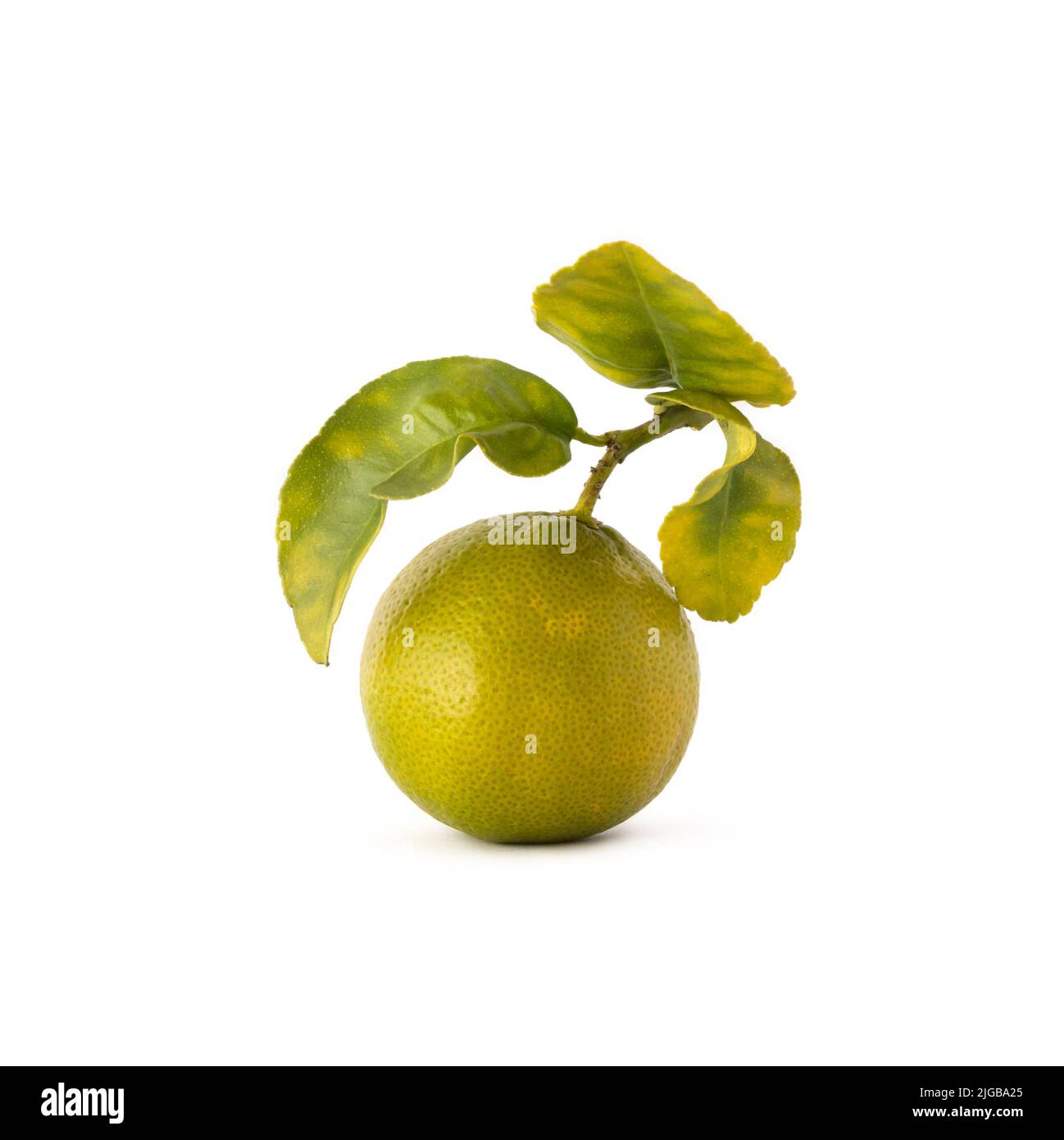 freshly harvested yellow ripe lime with leaves, citrus fruit which ...