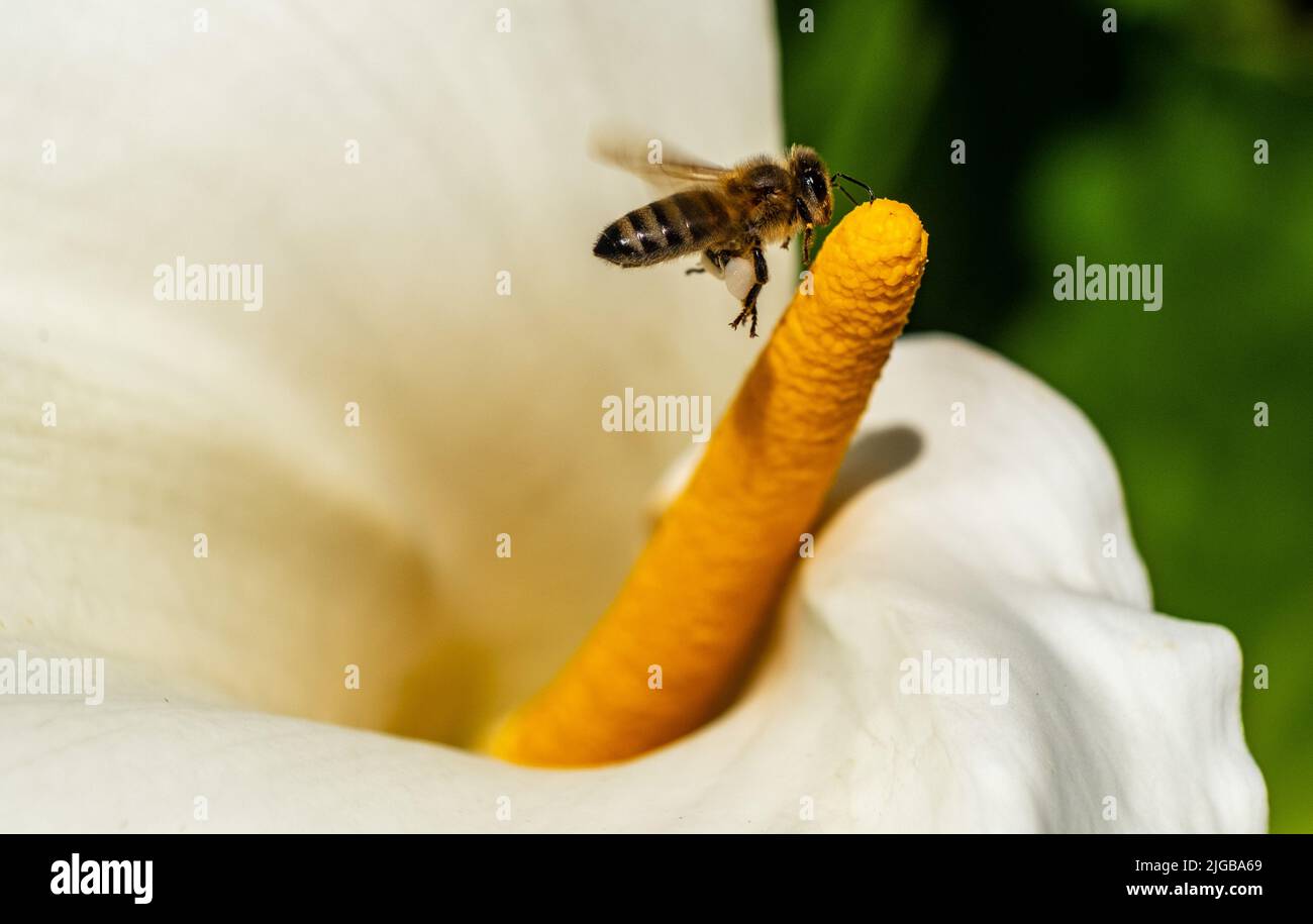 Lily flower bee hi-res stock photography and images - Alamy