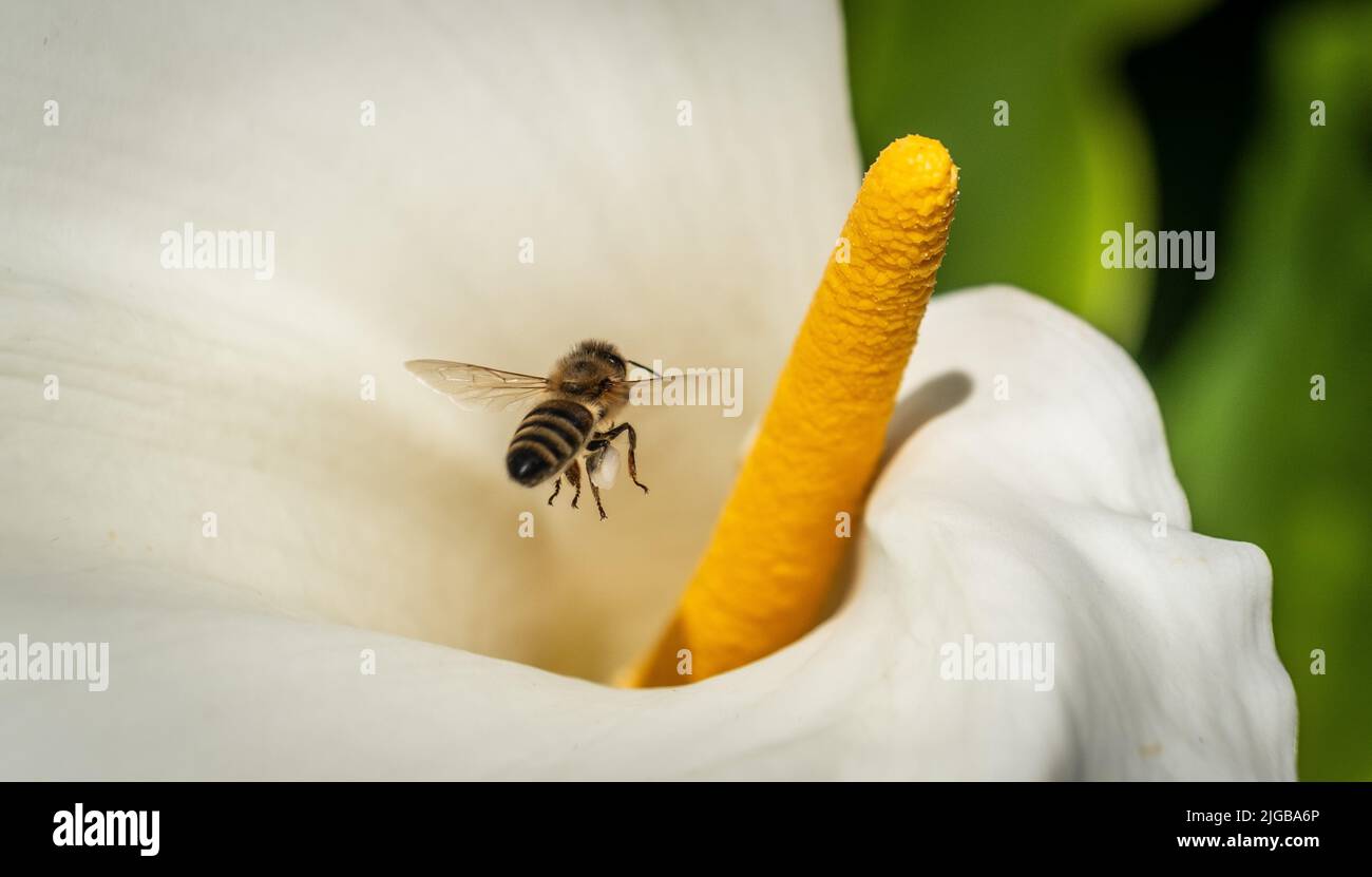 Lily flower bee hi-res stock photography and images - Alamy