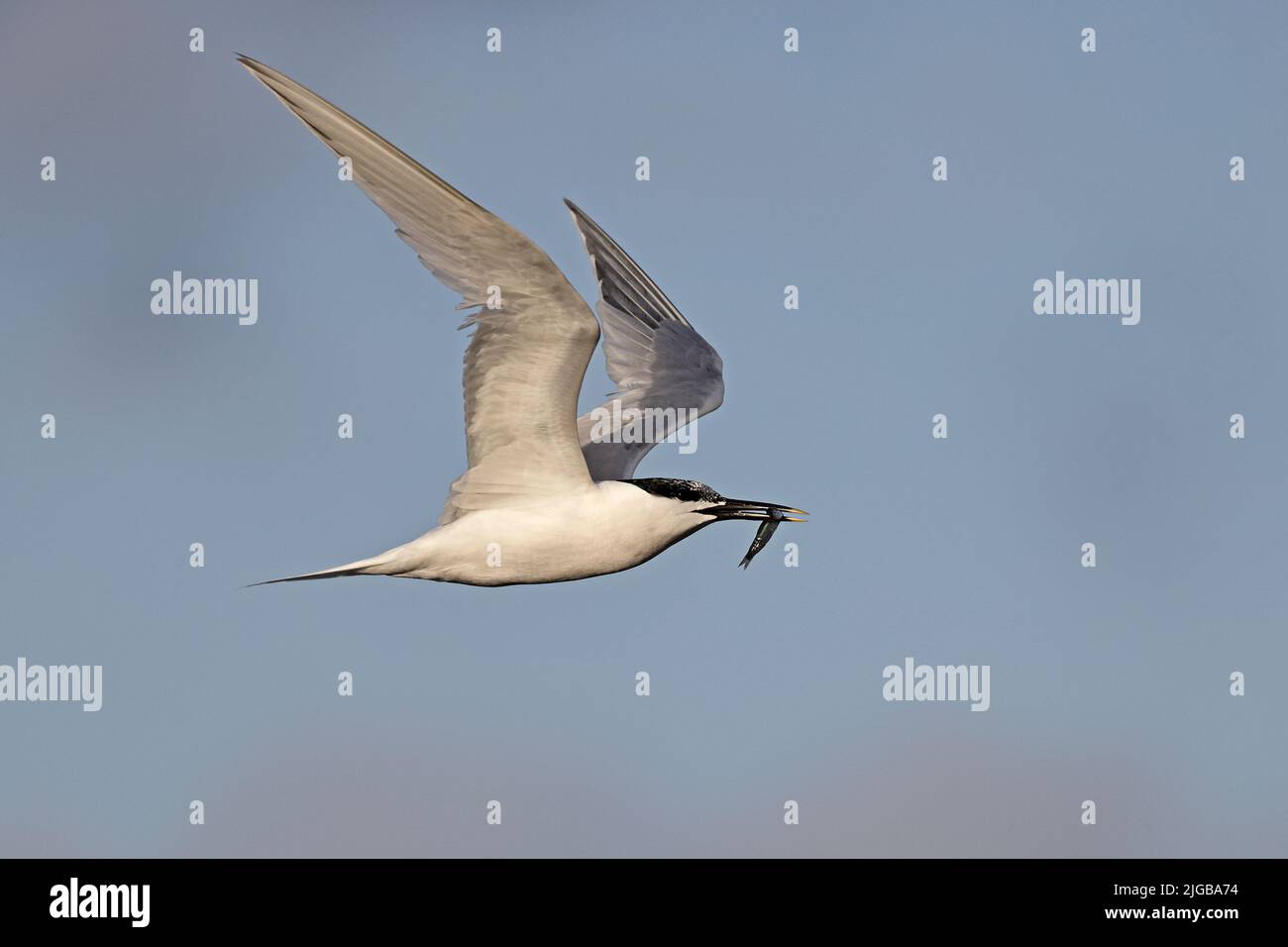 Sandwich Tern in flight with food Cemlyn lagoon Anglesey Wales Stock ...