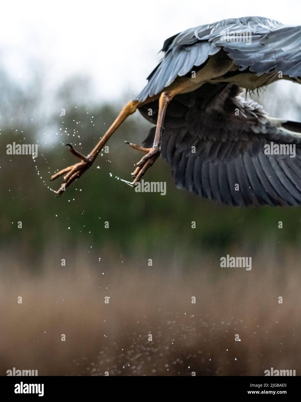 A vertical close-up shot of great egret's legs in flight with droplets ...