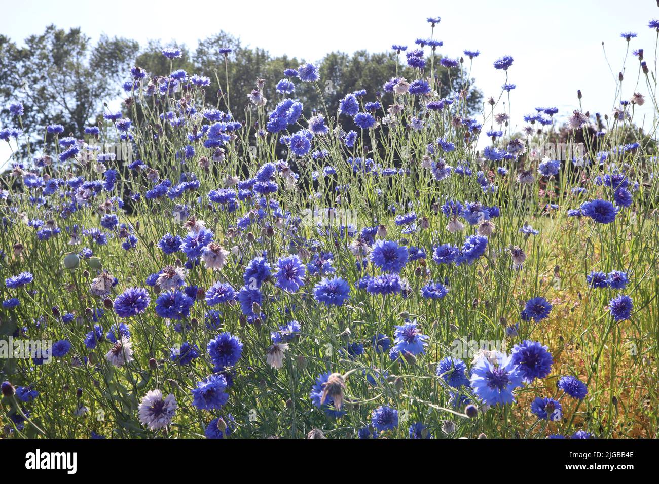 Low angle shot of blue cornflowers growing wild in a field near Kilve ...