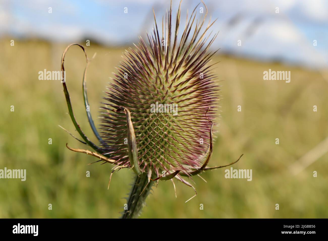 A close up of a teasel seed head in a field in Somerset Stock Photo - Alamy