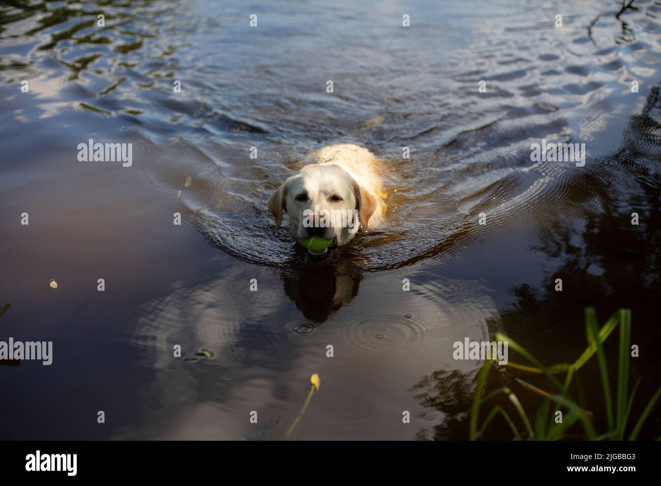 Labrador at lake hi-res stock photography and images - Alamy