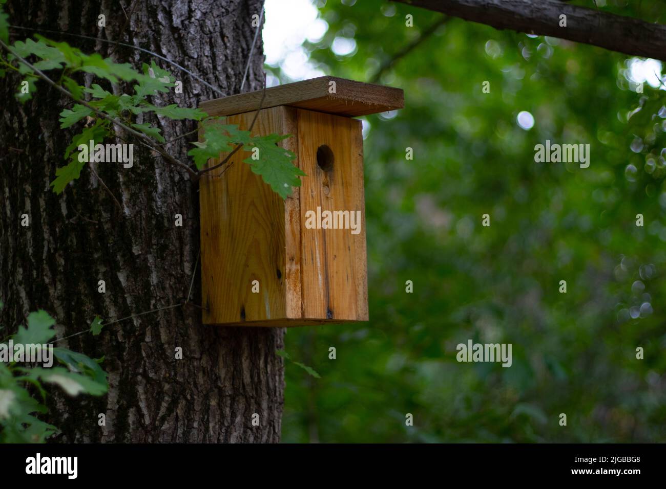 Bird house on a tree Stock Photo - Alamy