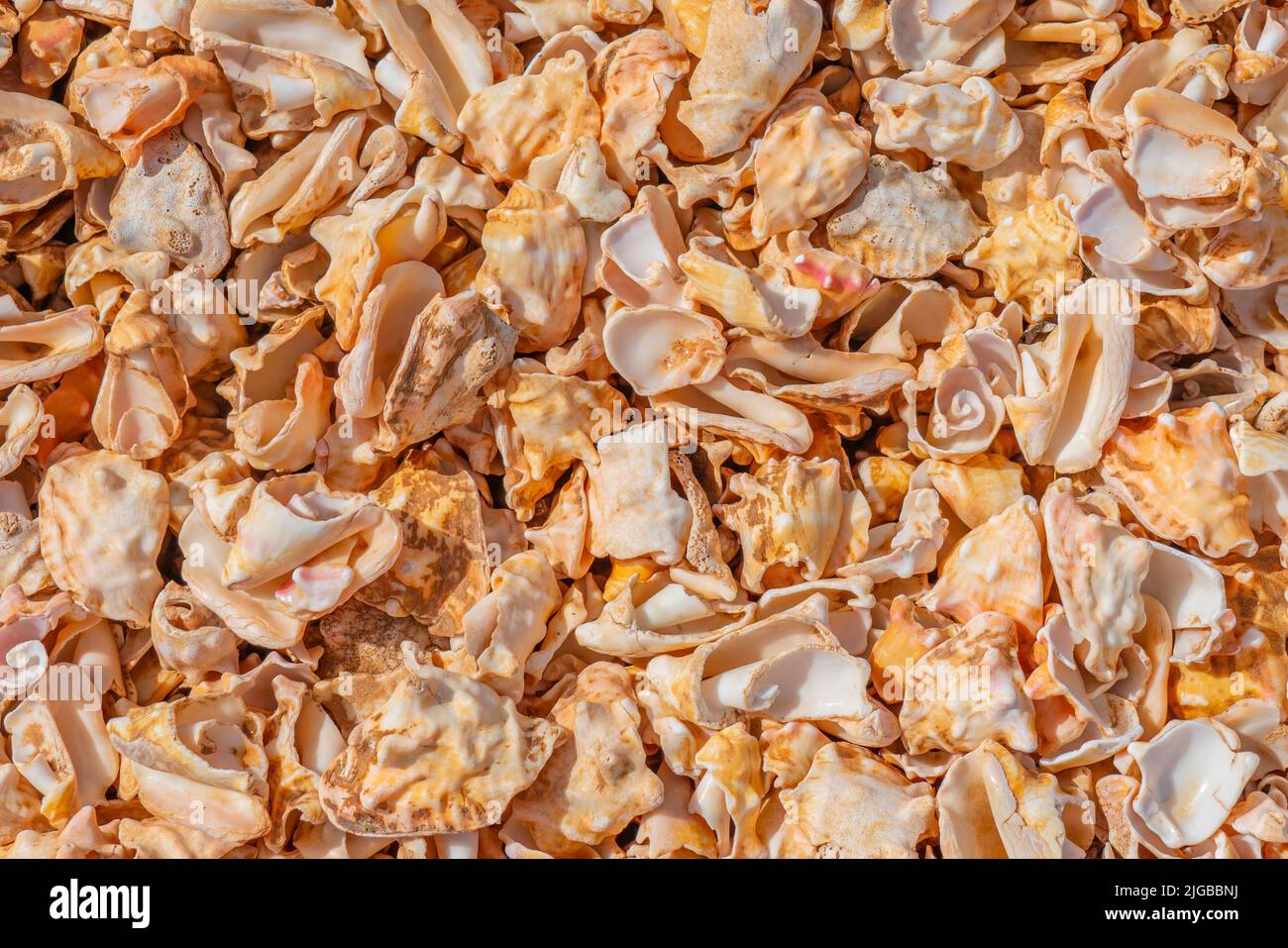 Seashell background, a lots of seashells at the beach, Cape Verde ...