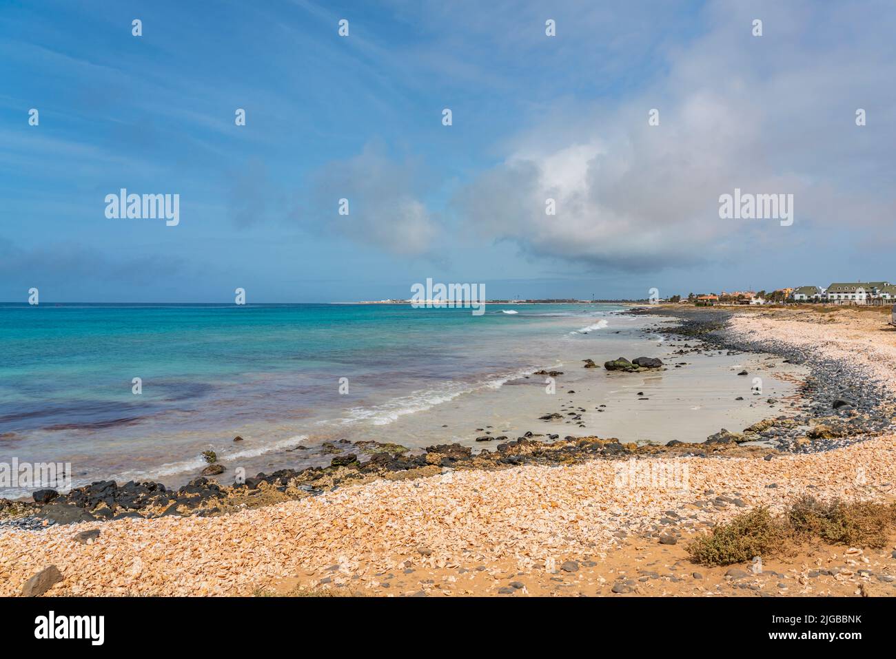 Seashell background, a lots of seashells at the beachon Sal Island ...