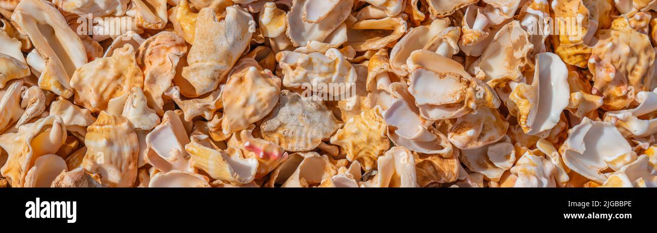 Seashell background, a lots of seashells at the beach, Cape Verde ...