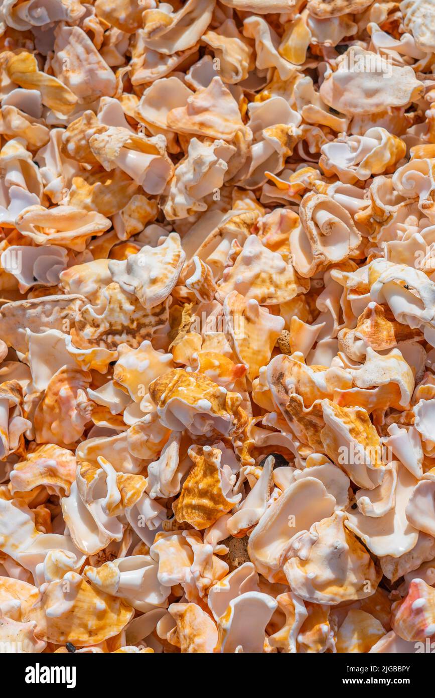 Seashell background, a lots of seashells at the beach, Cape Verde Stock ...