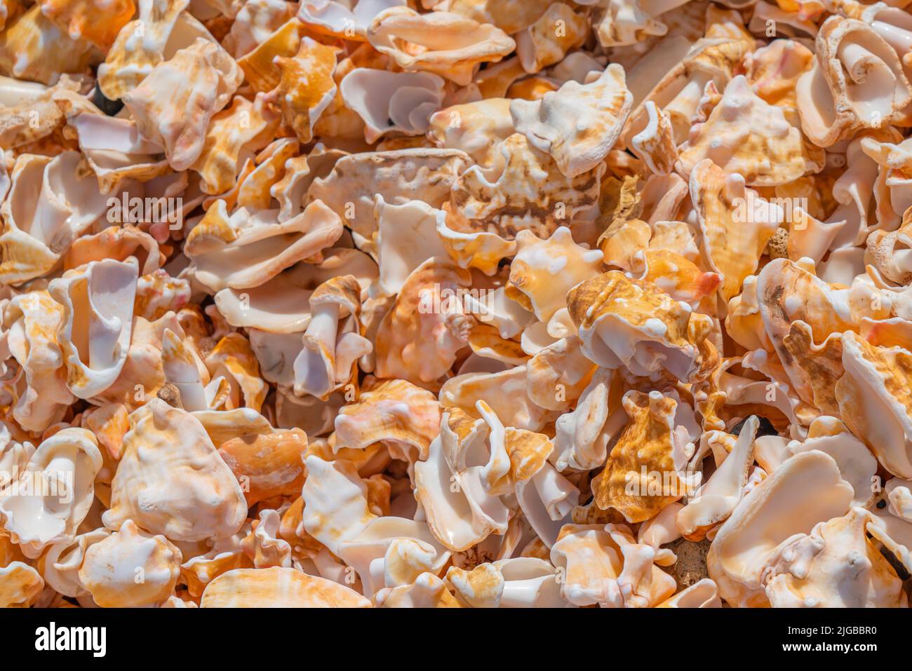 Seashell background, a lots of seashells at the beach, Cape Verde ...