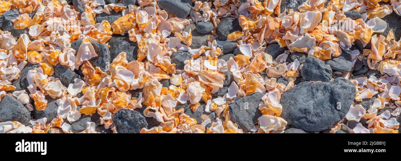 Seashell background, a lots of seashells with black stones at the beach ...