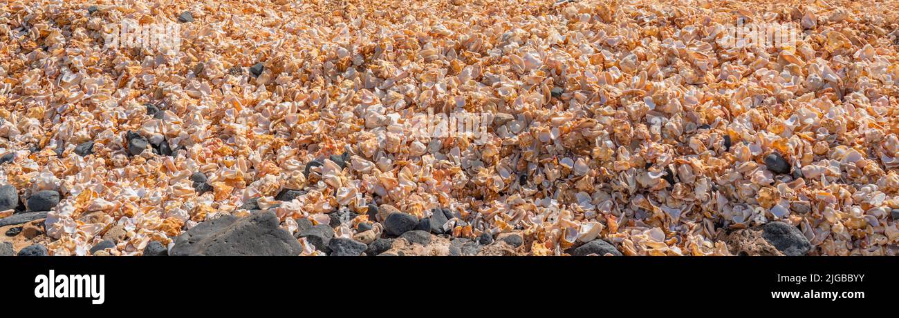 Seashell background, a lots of seashells with black stones at the beach ...
