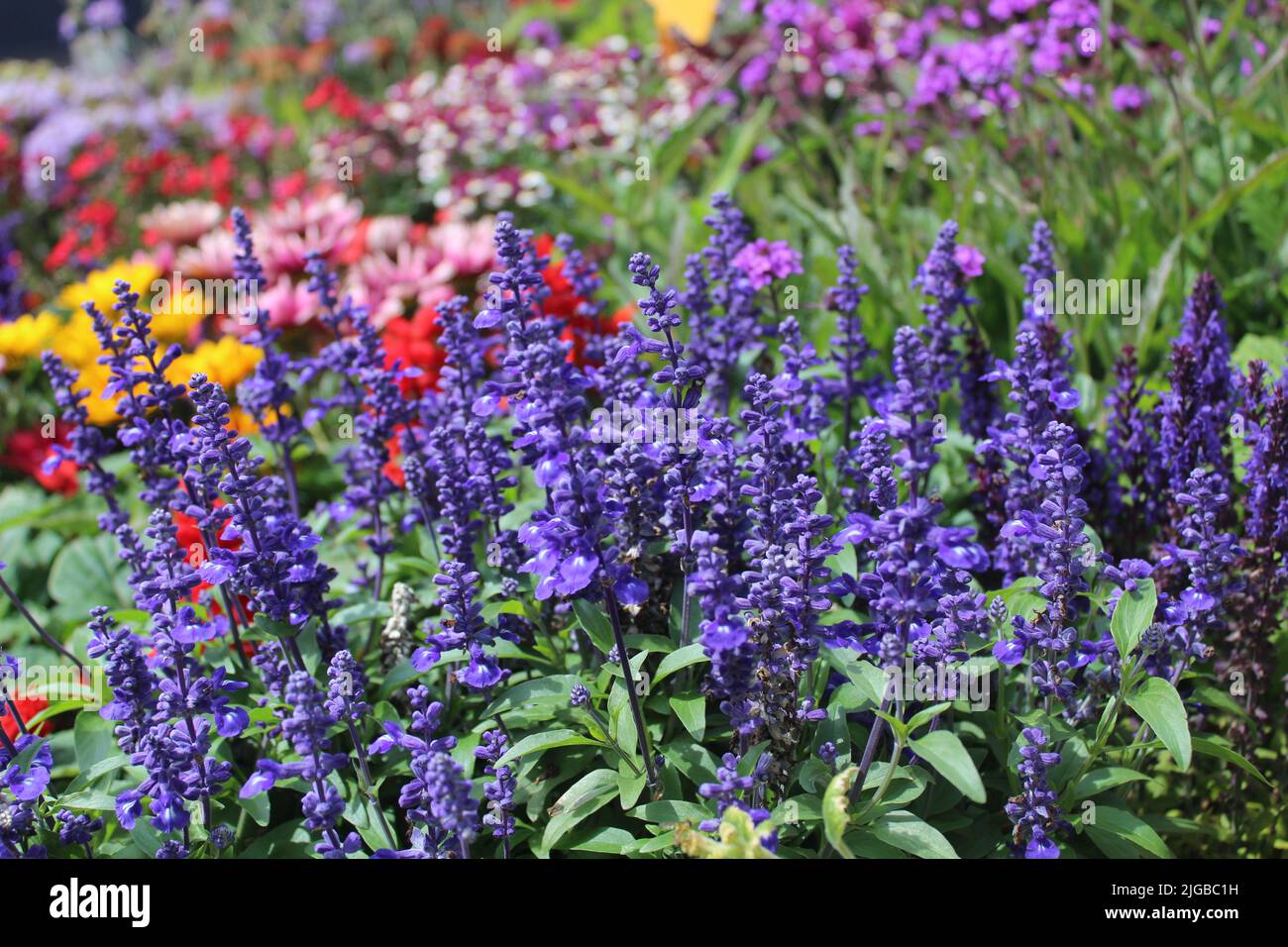 blue sage in the garden Stock Photo - Alamy