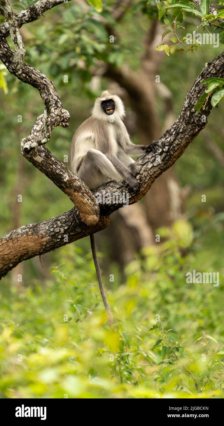 A gray langur (Hanuman langur or Hanuman monkey) from India Stock Photo ...