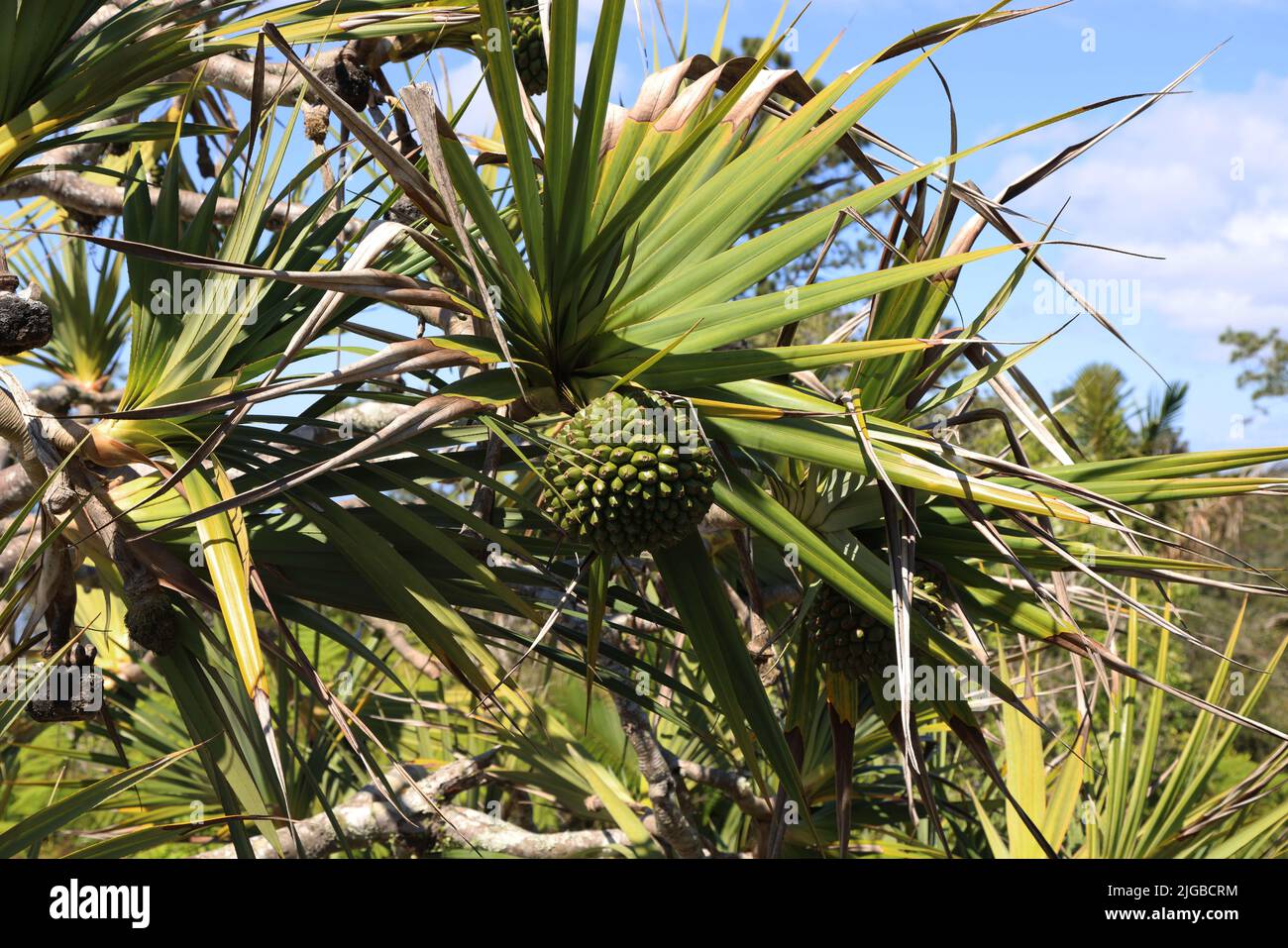 Typical vegetation on the Gran Piedra mountain range, Cuba Stock Photo ...