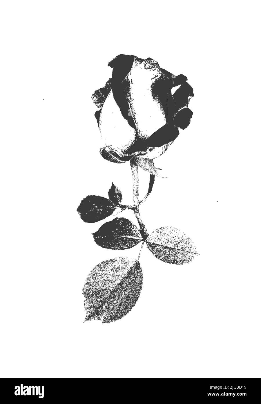 Hand draw rose flower in retro style. Distress vector illustration ...