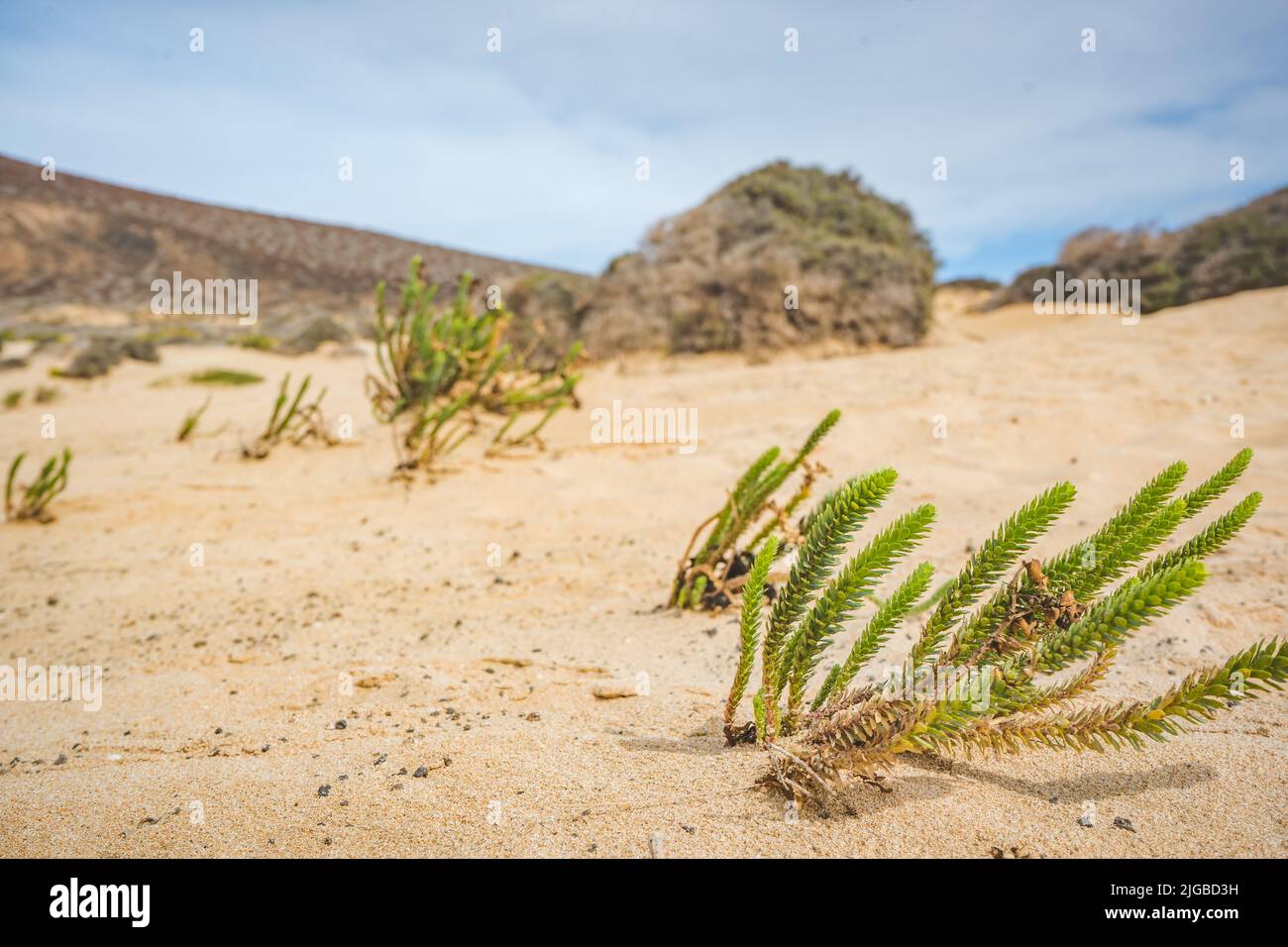 green plants growing in the desert Stock Photo - Alamy