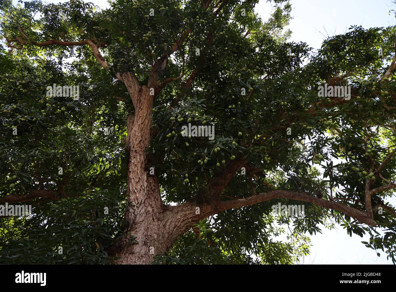 Mango tree in tropical forest, Cuba Stock Photo - Alamy